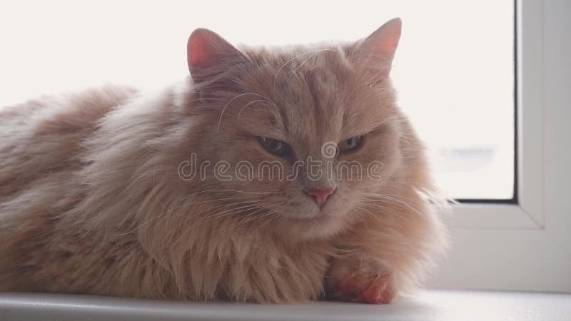 Close-up Portrait of a Fluffy Peach Cat Lying, Sleeping, Dozing Near ...