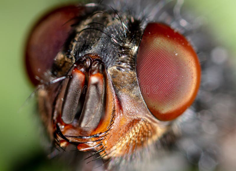 Close-up Portrait of a Fly in Nature Stock Photo - Image of animal ...