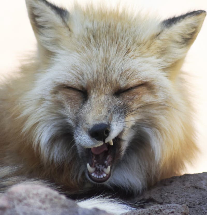 Close Up Of A Red Fox Yawning Stock Photo - Image of funny, head: 140207428