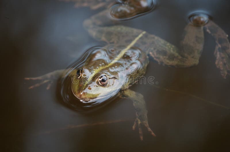 Close-up Portrait of a Frog in Bog Stock Image - Image of amphibia ...