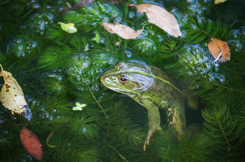 Close-up Portrait of a Frog and Insects in Bog Stock Image - Image of brown, leaf: 78430439