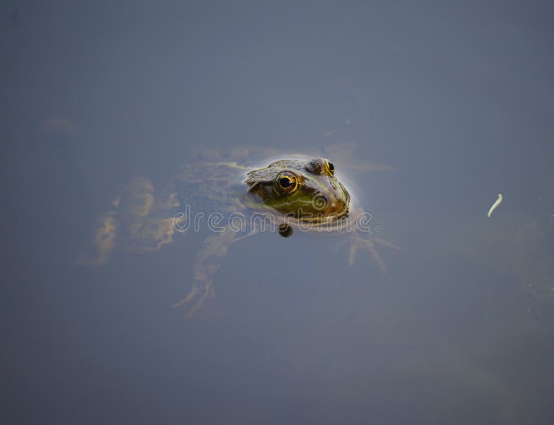Close-up Portrait of a Frog in Bog Stock Photo - Image of anura, macro ...