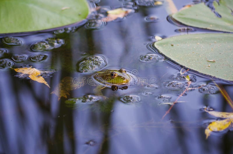 Close-up Portrait of a Frog and Insects in Bog Stock Image - Image of ...