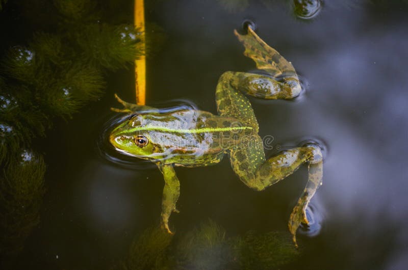 Close-up Portrait of a Frog and Insects in Bog Stock Photo - Image of ...