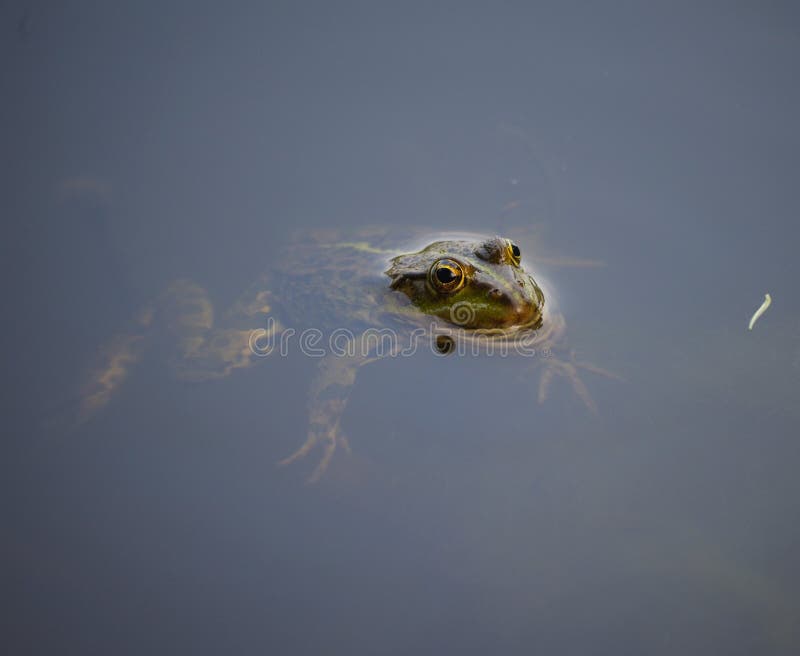 Close-up Portrait of a Frog and Insects in Bog Stock Image - Image of ...