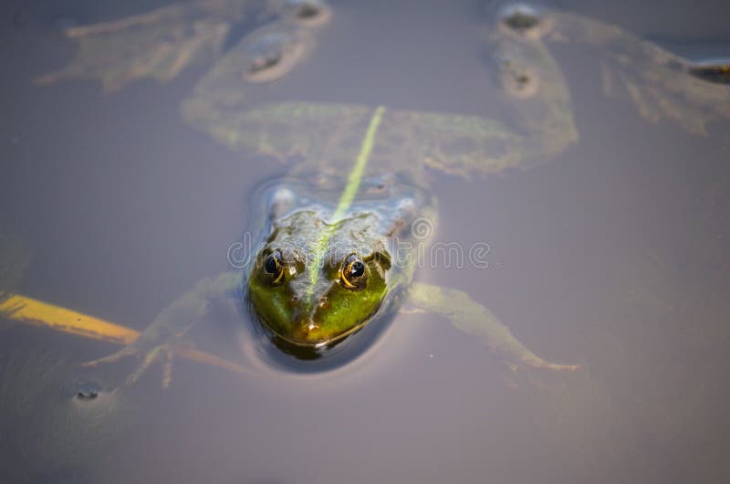 Close-up Portrait of a Frog and Insects in Bog Stock Photo - Image of ...