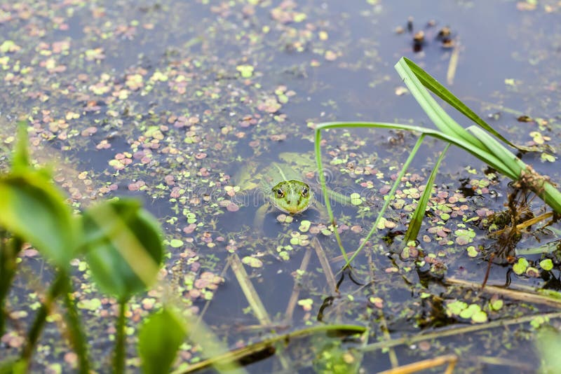 Close-up Portrait Frog and Insects in a Swamp Stock Image - Image of ...