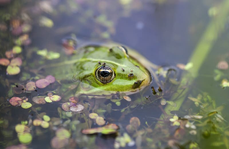 Close-up Portrait Frog and Insects in a Swamp Stock Photo - Image of ...