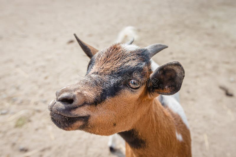 Goat Expressions Stock Photos - Free & Royalty-Free Stock Photos from ...