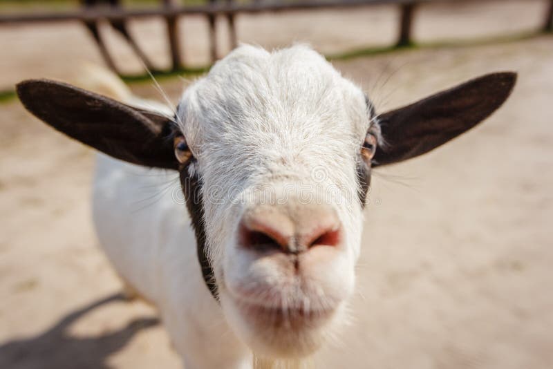 Goat Expressions Stock Photos - Free & Royalty-Free Stock Photos from ...