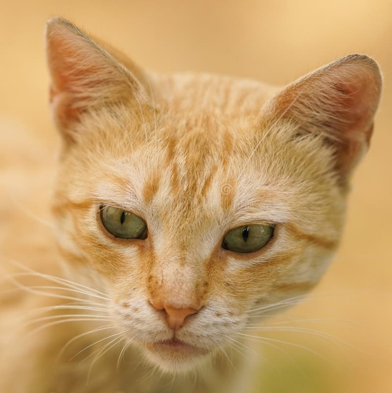 Close-up Portrait of a Ginger Cat with Green Eyes Stock Image - Image ...