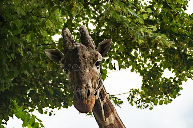Close-up Portrait of a Giraffe Looking from Above Stock Photo - Image ...