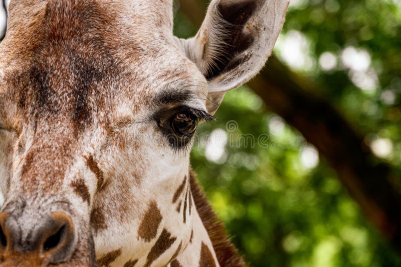137 Sad Giraffe Photos - Free & Royalty-Free Stock Photos from Dreamstime