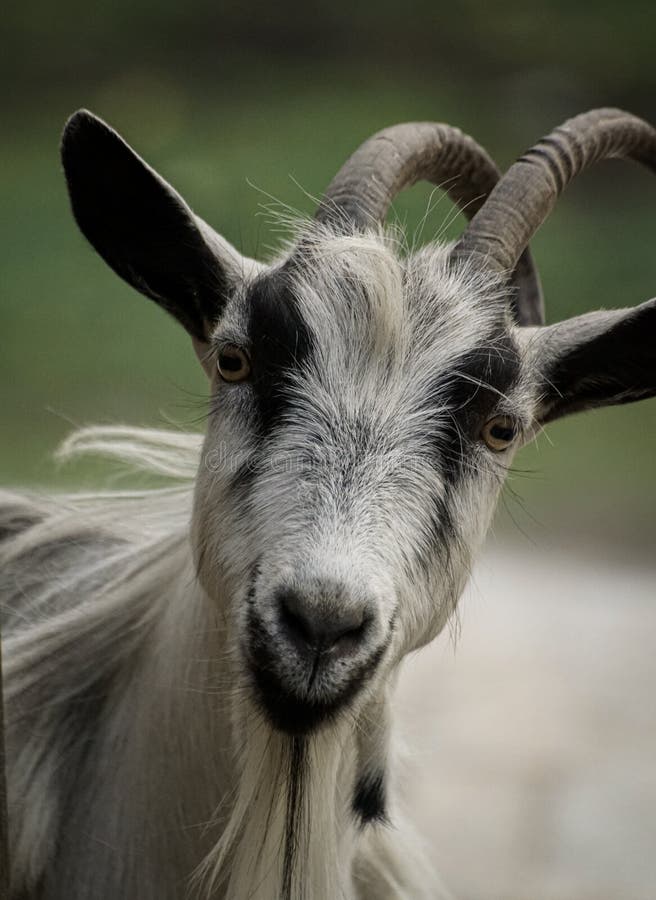 A Close Up Portrait of a Goat Stock Image - Image of goat, outdoor ...