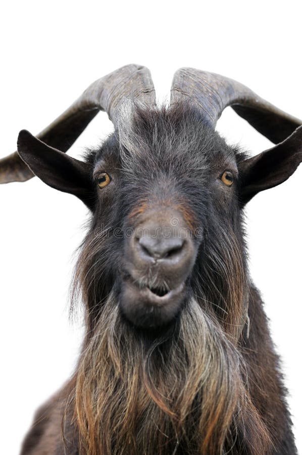Close-up Portrait of a Goat Stock Photo - Image of closeup, horned ...