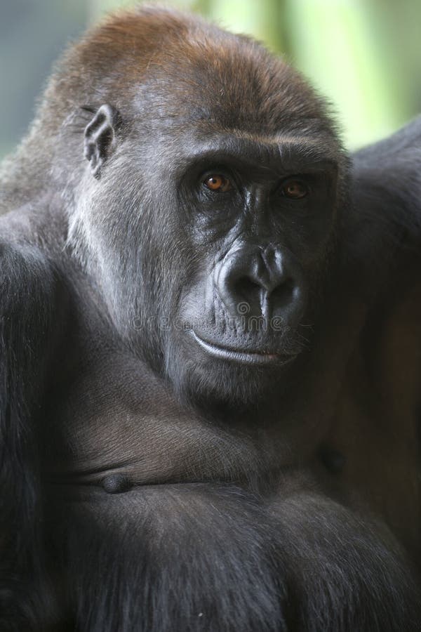 Close Up Portrait of Gorilla Ape Stock Image - Image of strong, africa ...