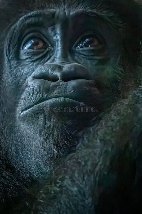 Close-up Portrait of a Gorillas Face Stock Image - Image of back ...