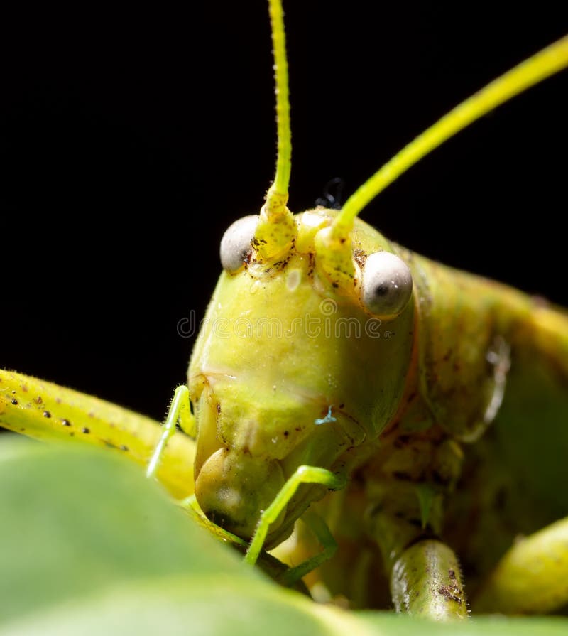 Close-up Portrait of a Grasshopper in Nature Stock Photo - Image of ...