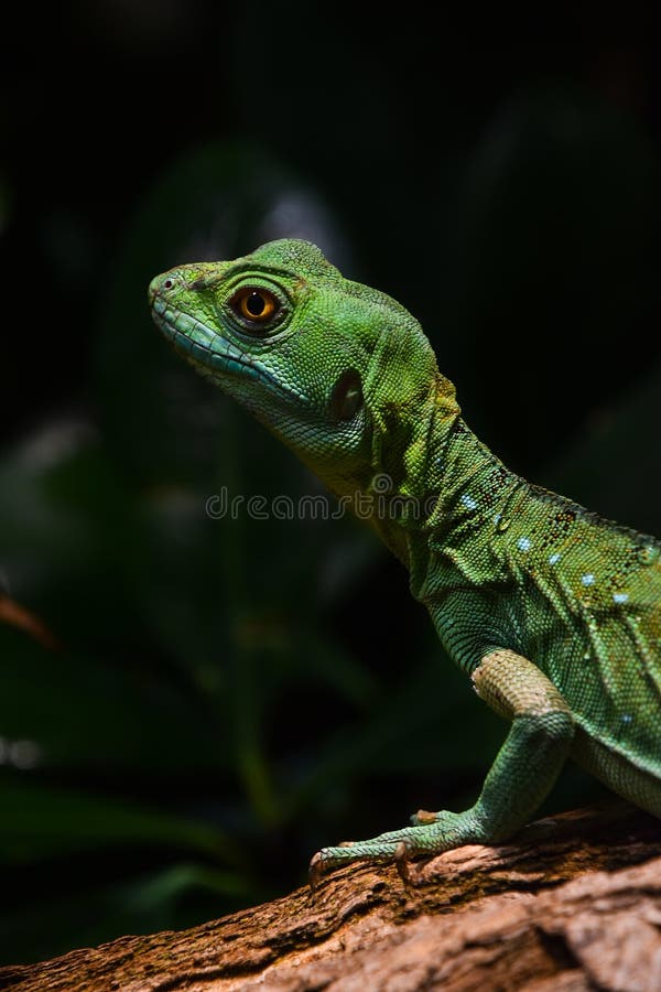 Close Up Portrait of Green Lizard Stock Image - Image of wildlife ...