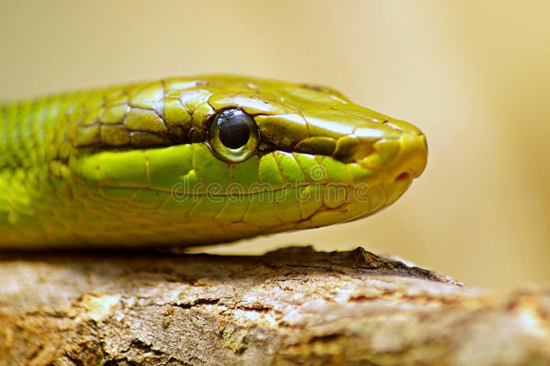Close up on a green snake stock photo. Image of face - 133575324