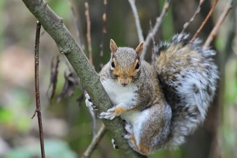 Grey squirrel in a tree stock photo. Image of rodent - 107314810