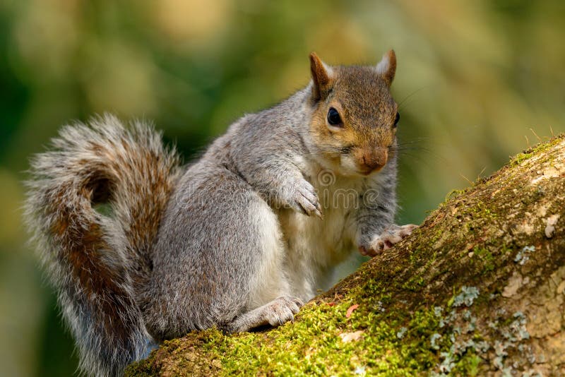 Grey squirrel in a tree stock image. Image of rodent - 107320059