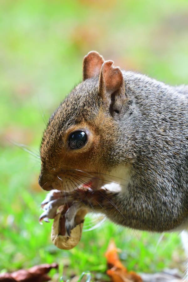Grey squirrel eating a nut stock photo. Image of grass - 105892602
