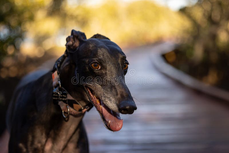 Close Up Portrait of Greyhound Dog with Happy Expression on Boardwalk ...