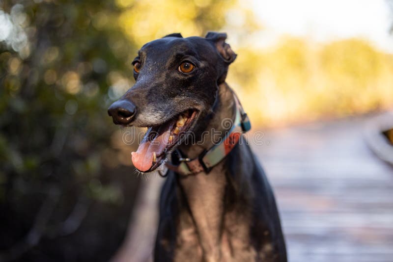 Close Up Portrait of Greyhound Dog with Happy Expression on Boardwalk ...