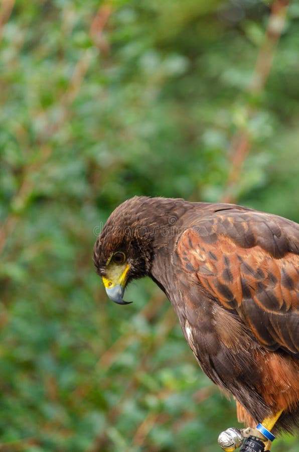 Portrait of a Harris Hawk, Falconry Concept. Parabuteo Unicinctus Stock ...
