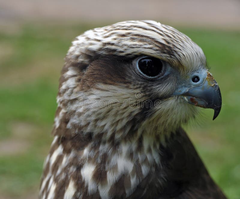 Hawk portrait stock photo. Image of prey, outdoor, beak - 134029986