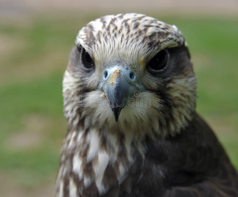 Hawk portrait stock photo. Image of nature, outdoors - 134030044