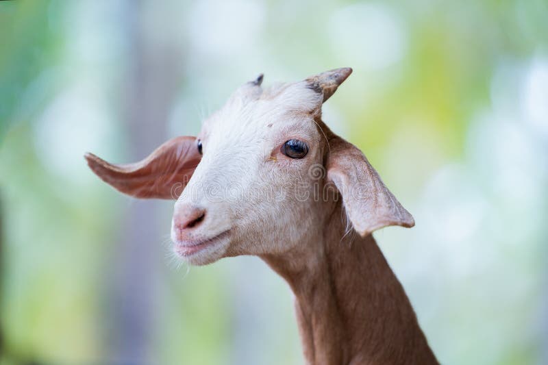 Close-up Portrait of the Head of a Goat Looking at the Camera. Brown ...