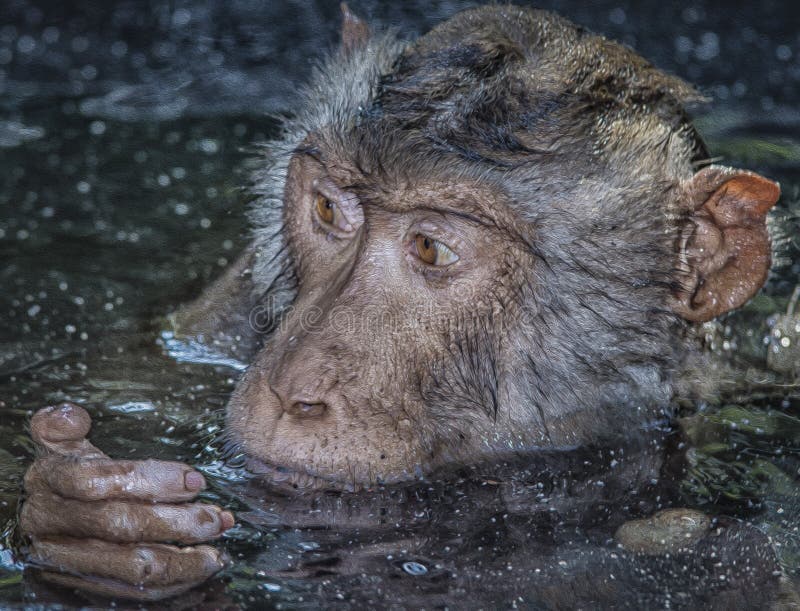 Headshot of the Macaque Monkey Stock Image - Image of funny, brown ...