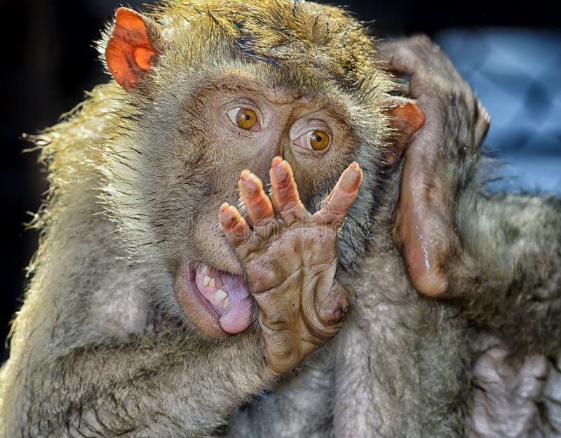 Headshot of the Macaque Monkey Stock Image - Image of brown, forest ...