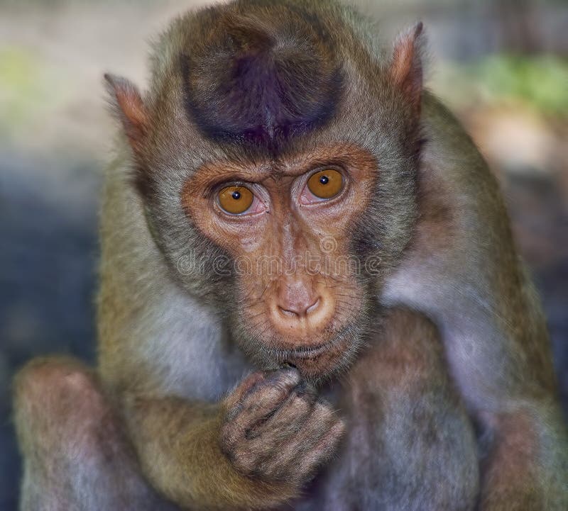 Headshot Of The Macaque Monkey Stock Photo - Image of expression ...