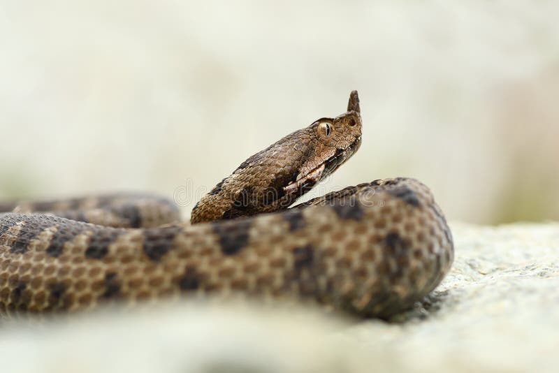 Close Up Portrait of Horned Adder Stock Photo - Image of animal, phobia ...