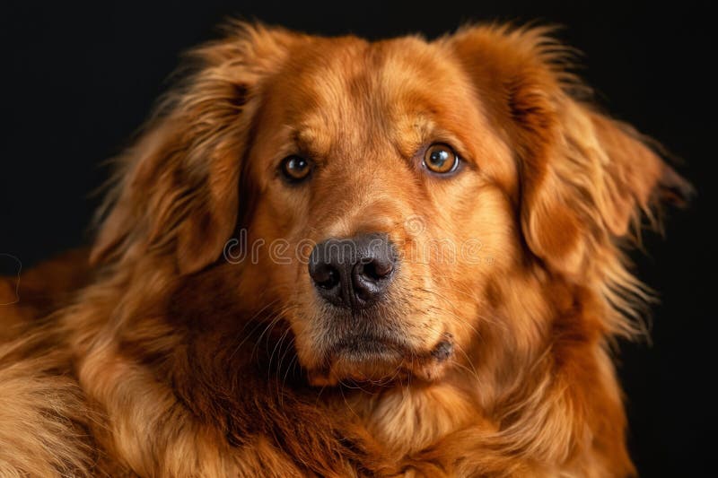 Close-up Portrait of a Hovawart Dog Under Studio Lighting Stock Photo ...