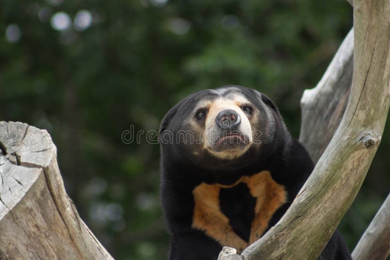 Close Up Portrait Image of a Asian Sun Bear Stock Photo - Image of ...
