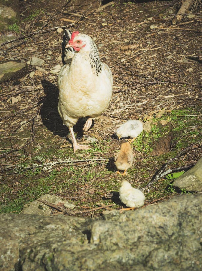 A Free Range Chicken and Her Chicks Stock Photo - Image of young, feed ...