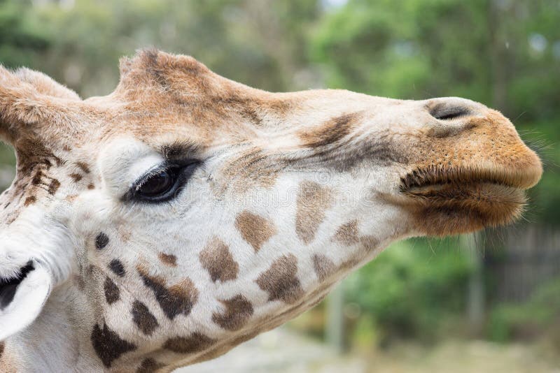 156 Giraffe Side Profile Head Neck Stock Photos - Free & Royalty-Free ...
