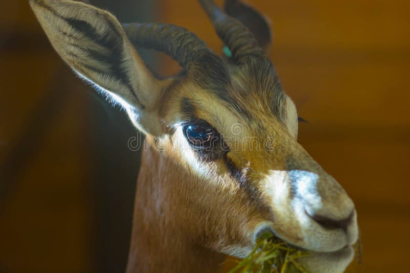 Close Up Portrait of Impala or Antelope in Low Light Stock Photo ...