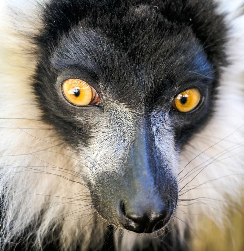 A Close Up Portrait of a Indri Stock Photo - Image of portrait, cute ...