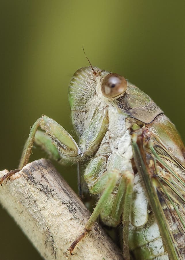 Close Up Portrait Insect of Cicadas Stock Image - Image of leaf ...