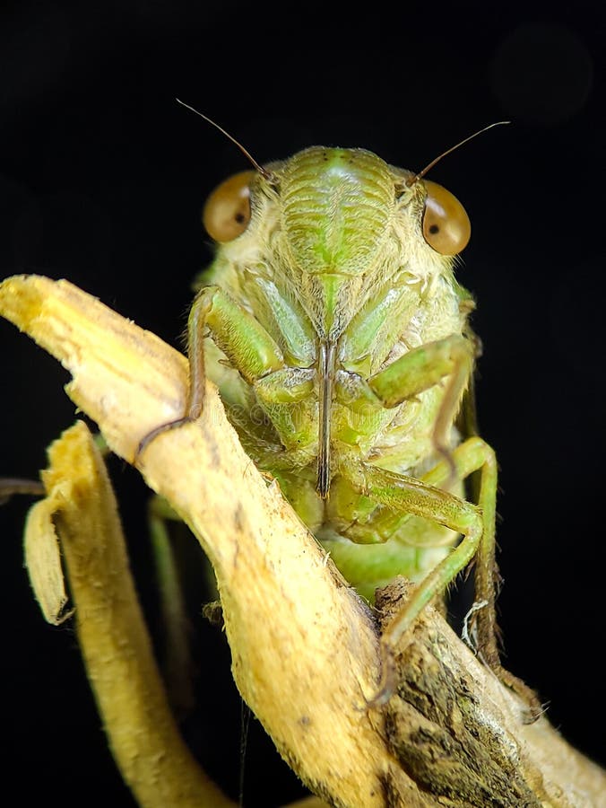 Close Up Portrait Insect of Cicadas with Frog Eye Angle Stock Photo ...