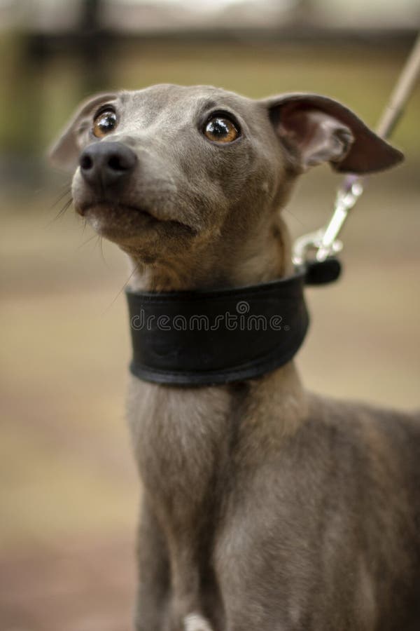 Close-up Portrait of an Italian Greyhound Stock Image - Image of little ...