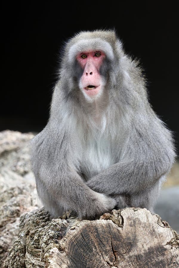 Close Up Portrait Japanese Macaque Stock Image - Image of fuscata ...