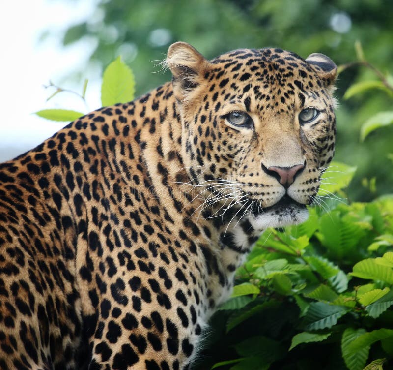 The Javan Leopard Panthera Pardus Melas, the Third Subspecies of ...