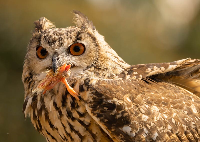 Close-up Portrait of Large Eared Eagle Owl Eating Chicken Stock Photo ...