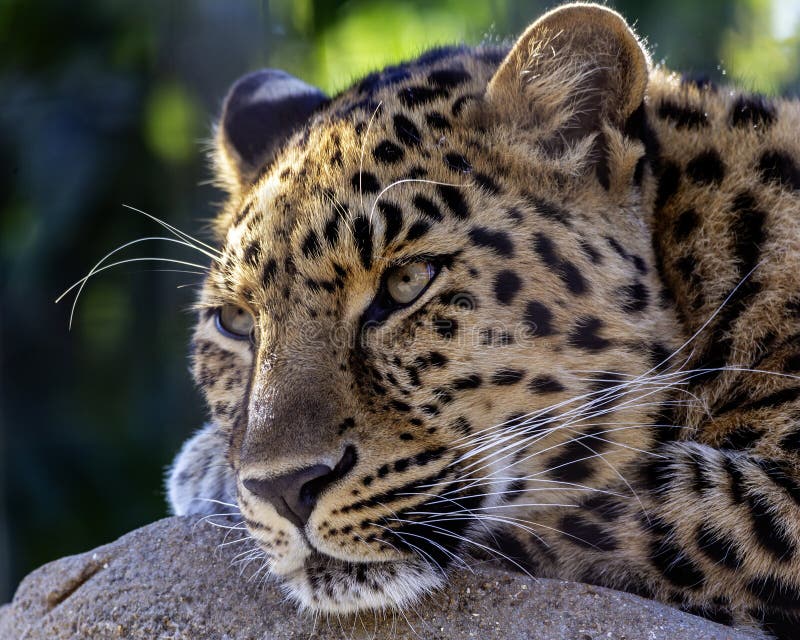 Portrait of a Leopard in Profile Relaxing Stock Image - Image of head ...